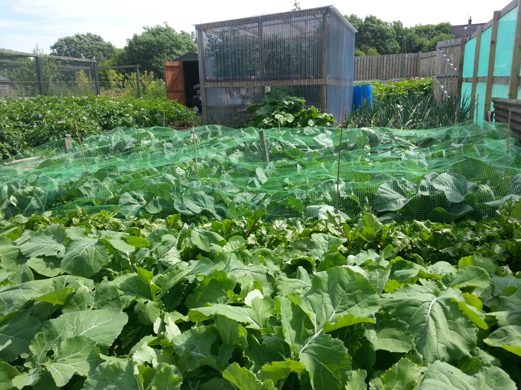 Down on the allotment – Alex Rowley MSP
